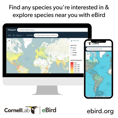 cornellbirds
