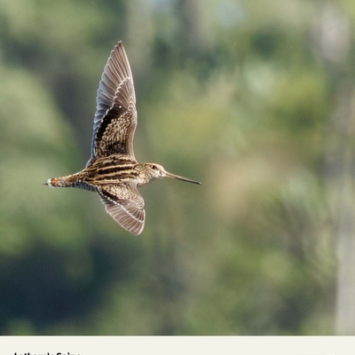 cornellbirds