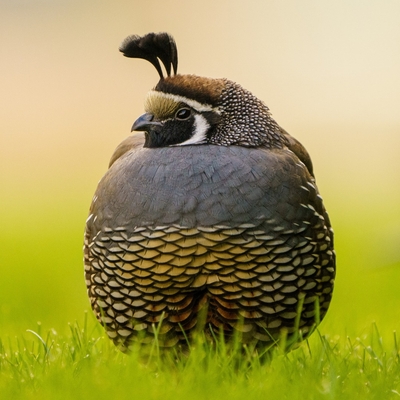 cornellbirds