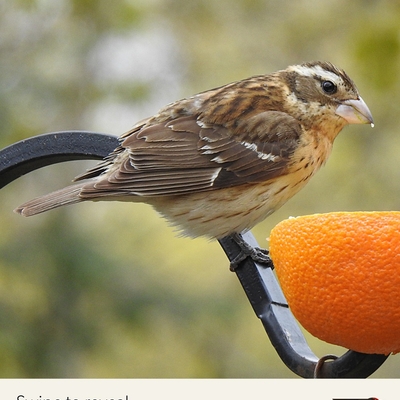 cornellbirds