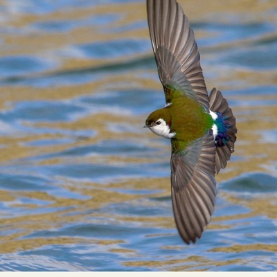 cornellbirds