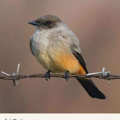 cornellbirds