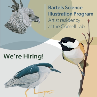cornellbirds