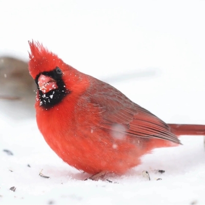 cornellbirds