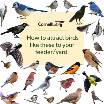 cornellbirds
