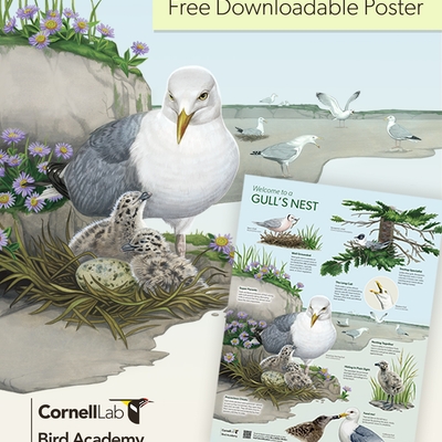cornellbirds